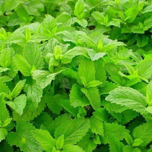 Mua Hạt giống Bạc hà chanh LEMON BALM 1gr ở đâu? - 12.000đ - Mua Hạt ...